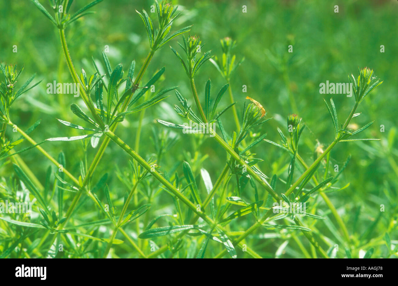 Spring cleavers hi-res stock photography and images - Alamy