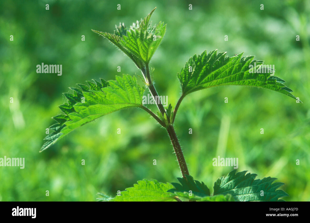 Common hedge nettle hi-res stock photography and images - Alamy