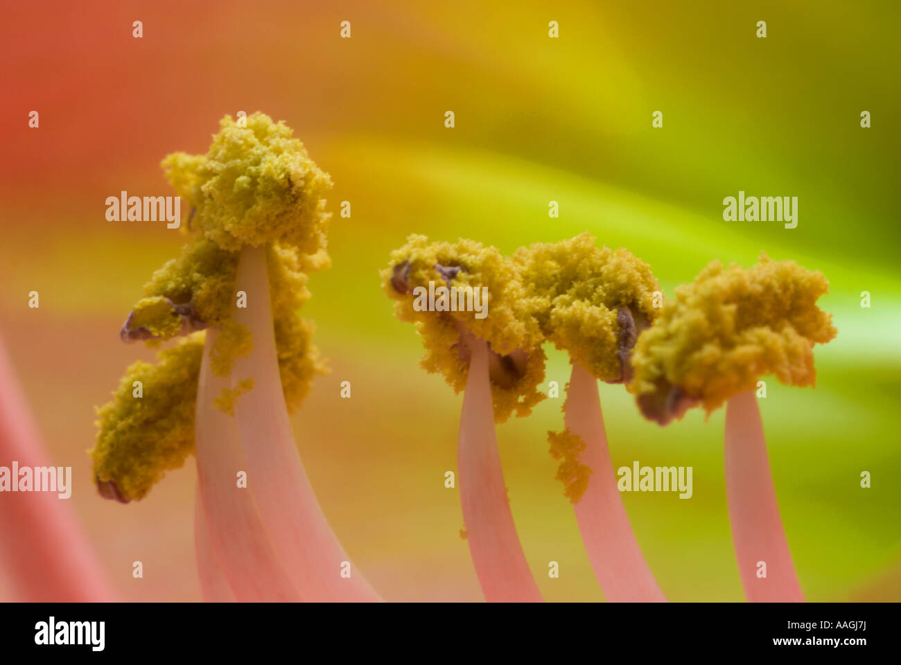 Amaryllis leaves yellow hi-res stock photography and images - Alamy