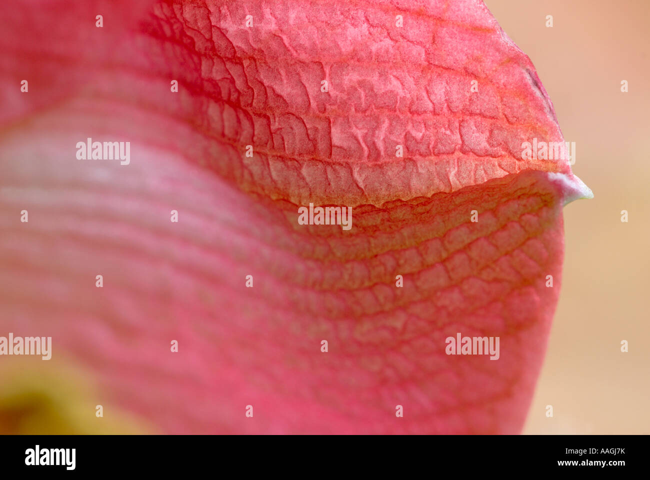 Petal edge of an Amaryllis Stock Photo - Alamy