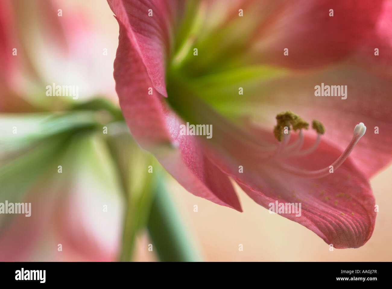 Yellow pollen on the stamen of an Amaryllis Stock Photo - Alamy