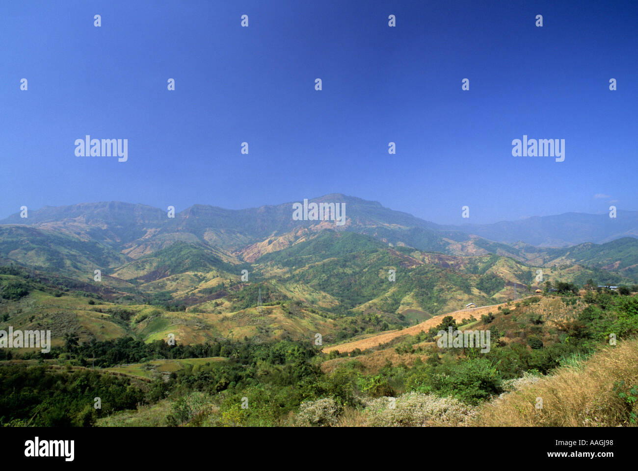 Overgrazing forest hi-res stock photography and images - Alamy