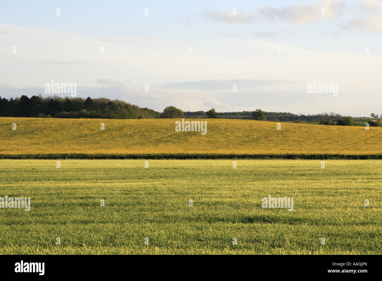 Wheatfield at dusk near Bedale North Yorkshire England Stock Photo - Alamy