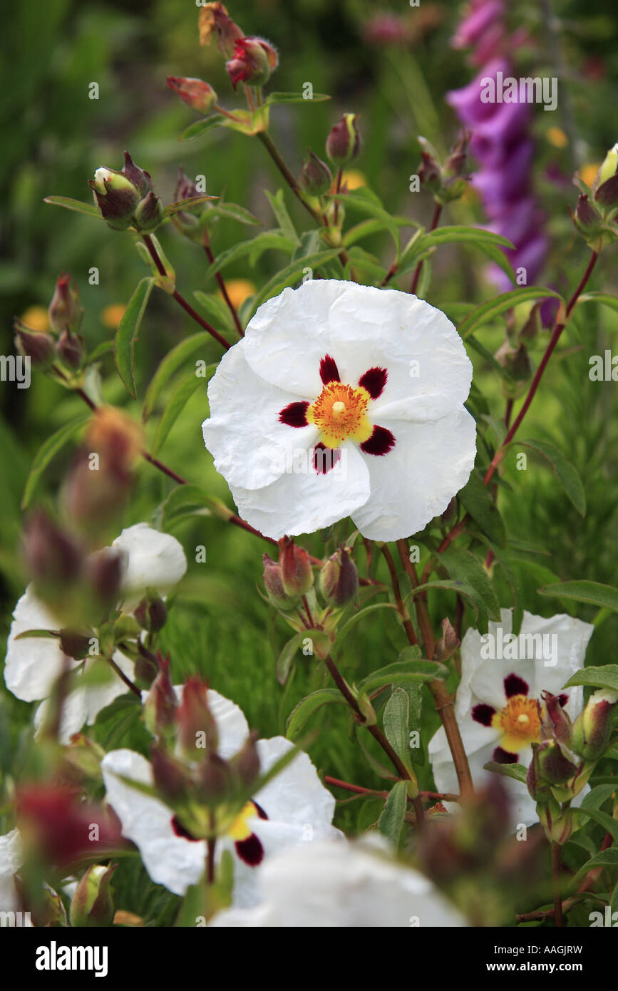 Cistus cyprius hi-res stock photography and images - Alamy