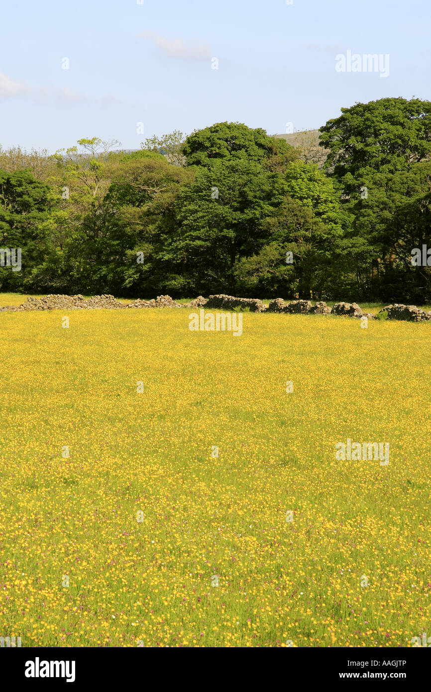 Field of buttercups and old stone wall in the Lake District Cumbria ...