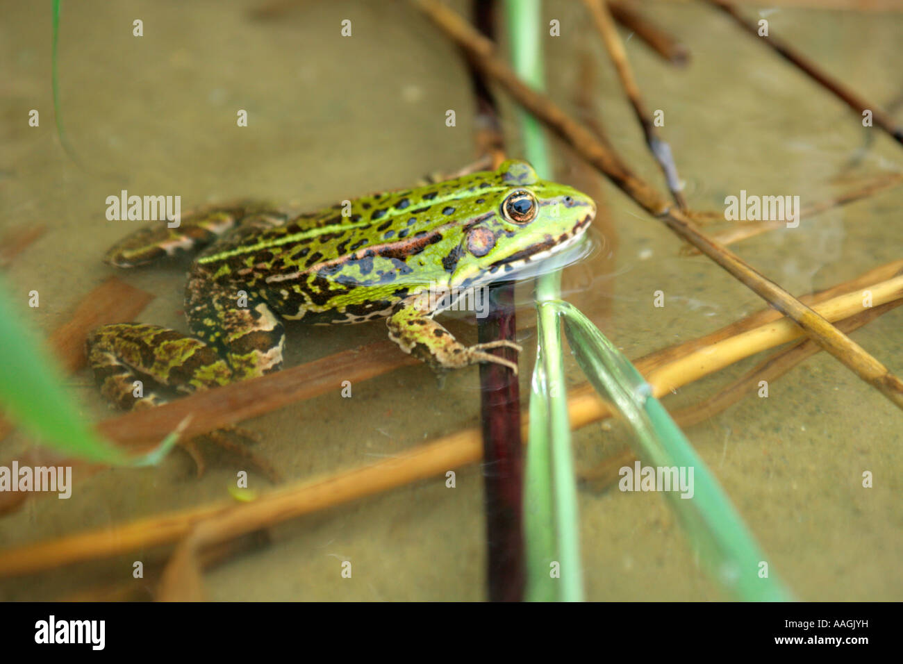 frog in a lake Stock Photo - Alamy