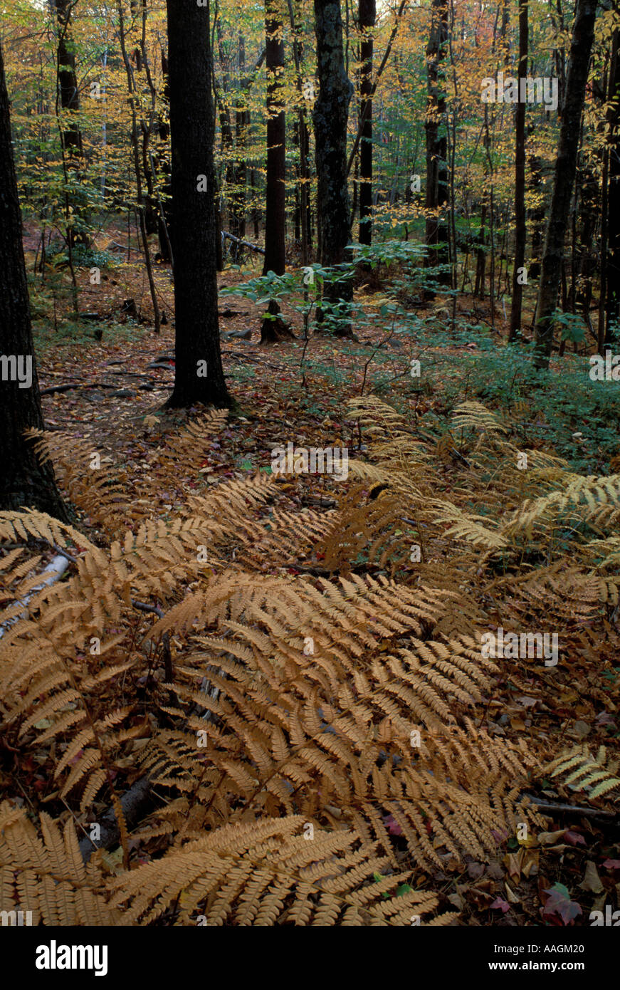 Wapack trail hi-res stock photography and images - Alamy