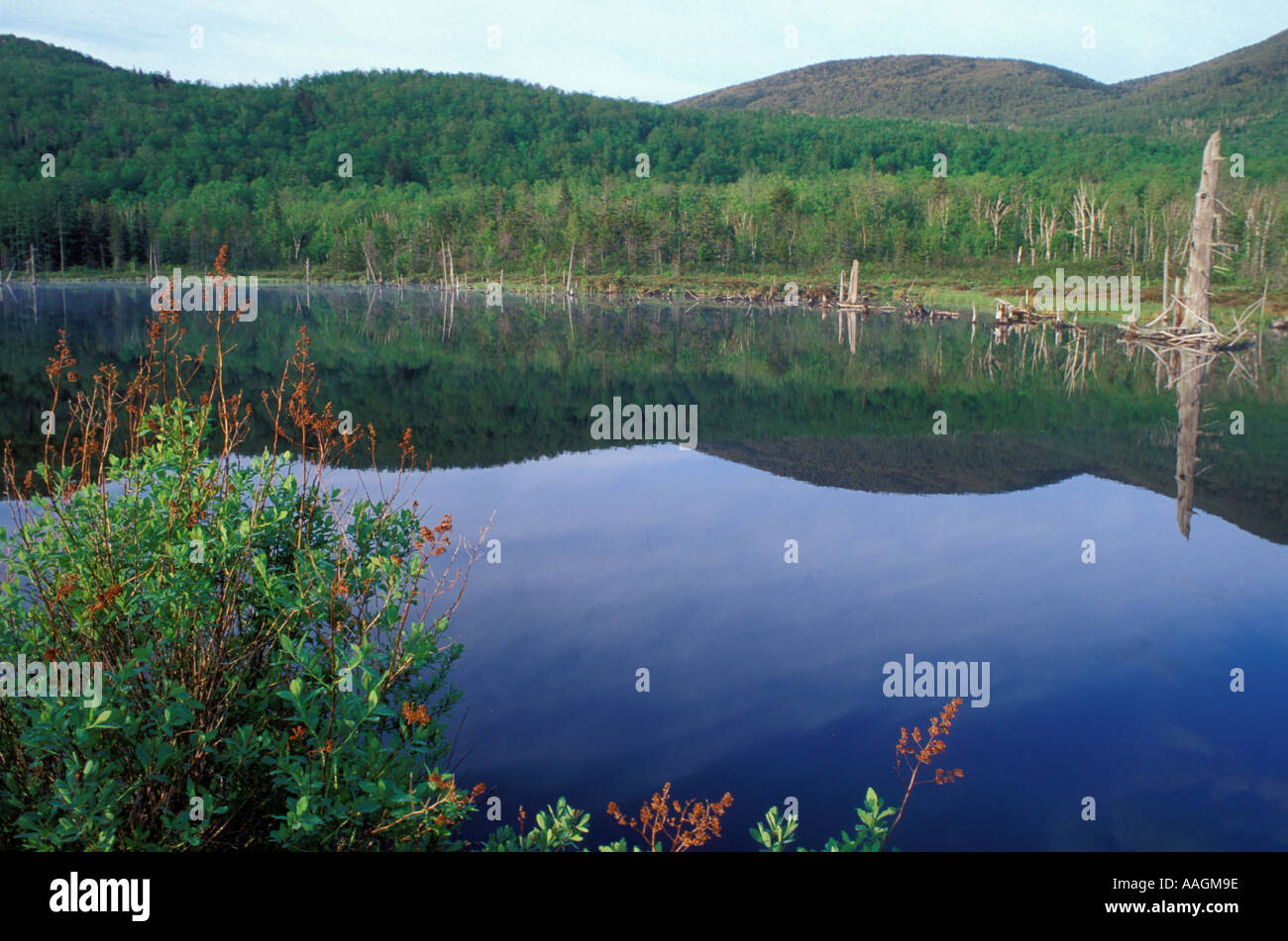 Cranberry Bog Pond part of The Nature Conservancy s Bunnell tract ...