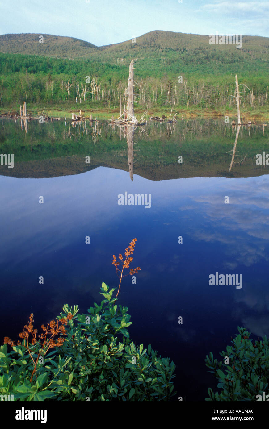 Cranberry Bog Pond part of The Nature Conservancy s Bunnell tract ...