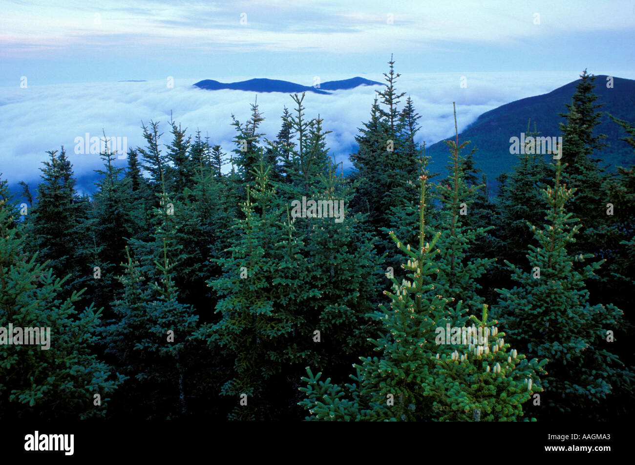 The view from Sugarloaf Mountain into The Nature Conservancy s Bunnell ...