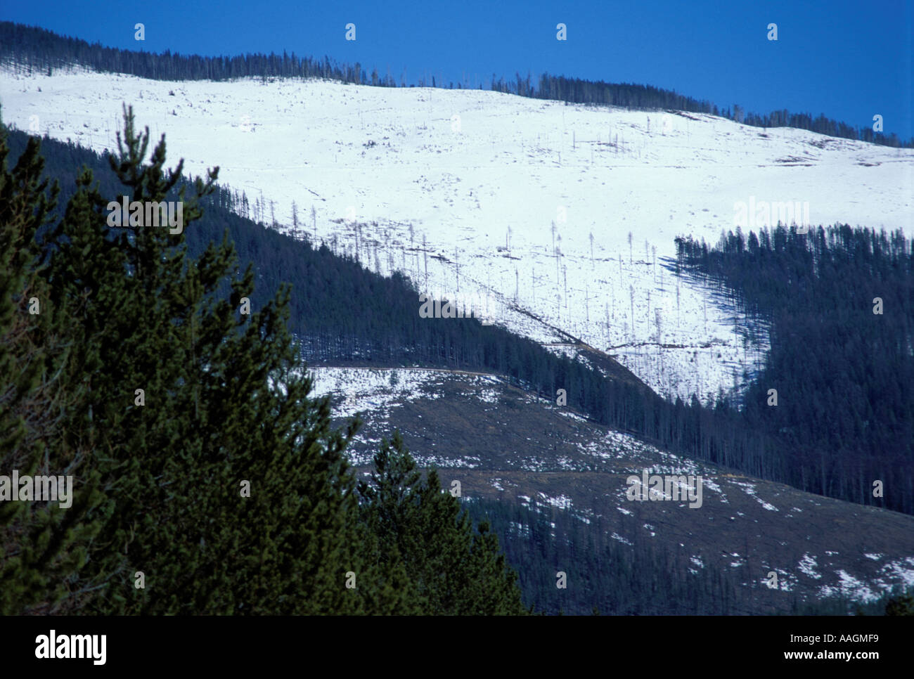 Yaak hi-res stock photography and images - Alamy