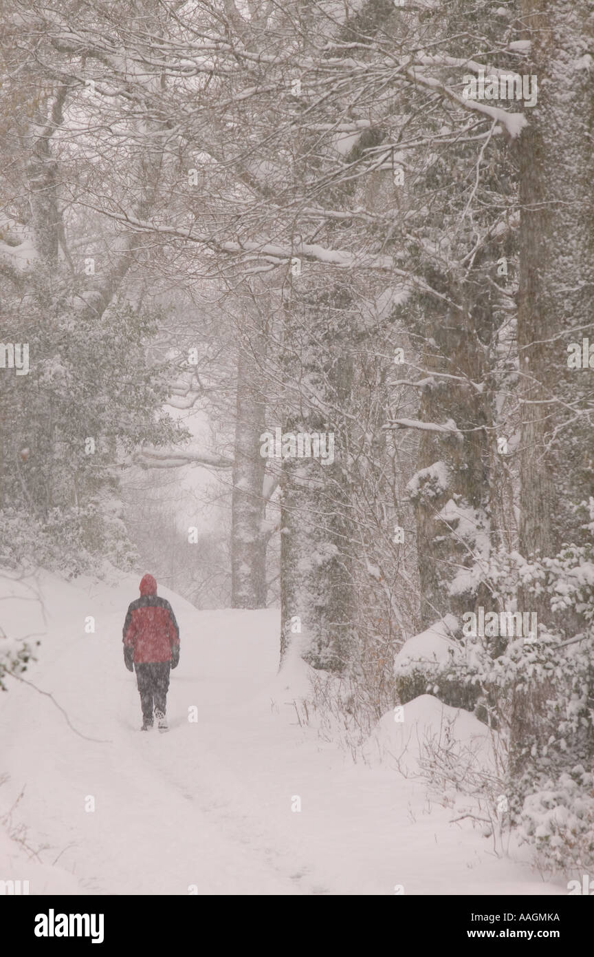 a women walking after a heavy winter snowfall, Skelwyth Fold, Ambleside ...
