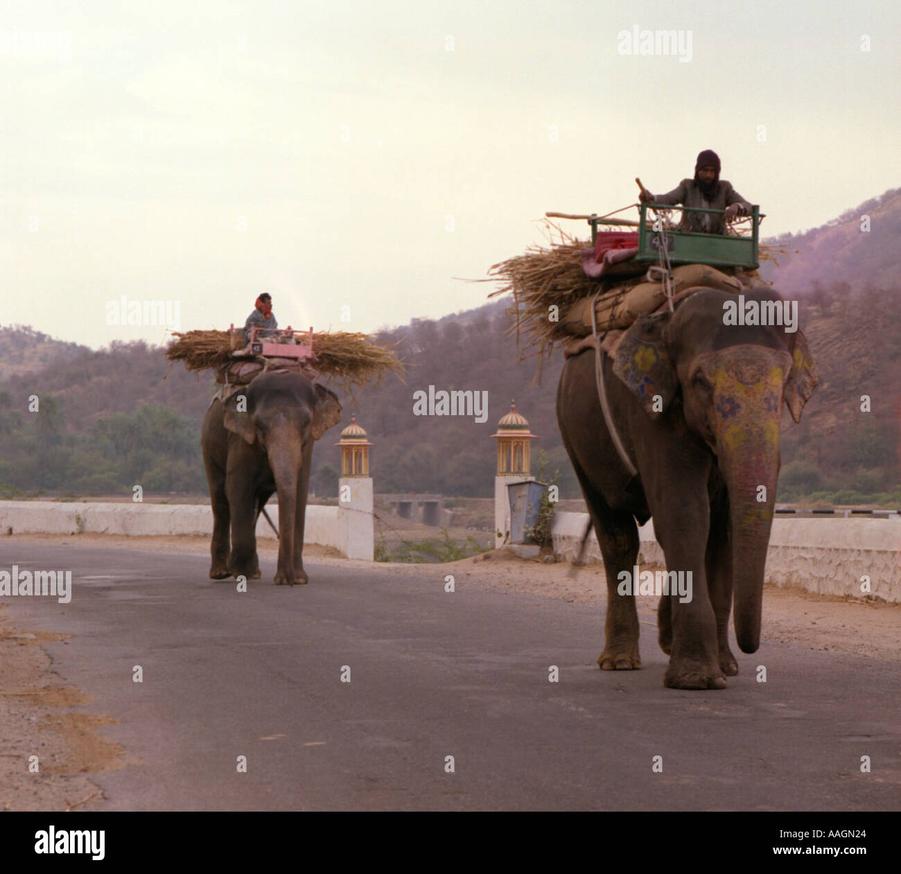 Elephants walking in India Stock Photo - Alamy
