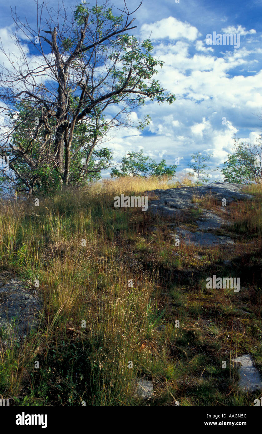 Freedom NH Grass trees and clouds as seen from Mary s Mountain near ...