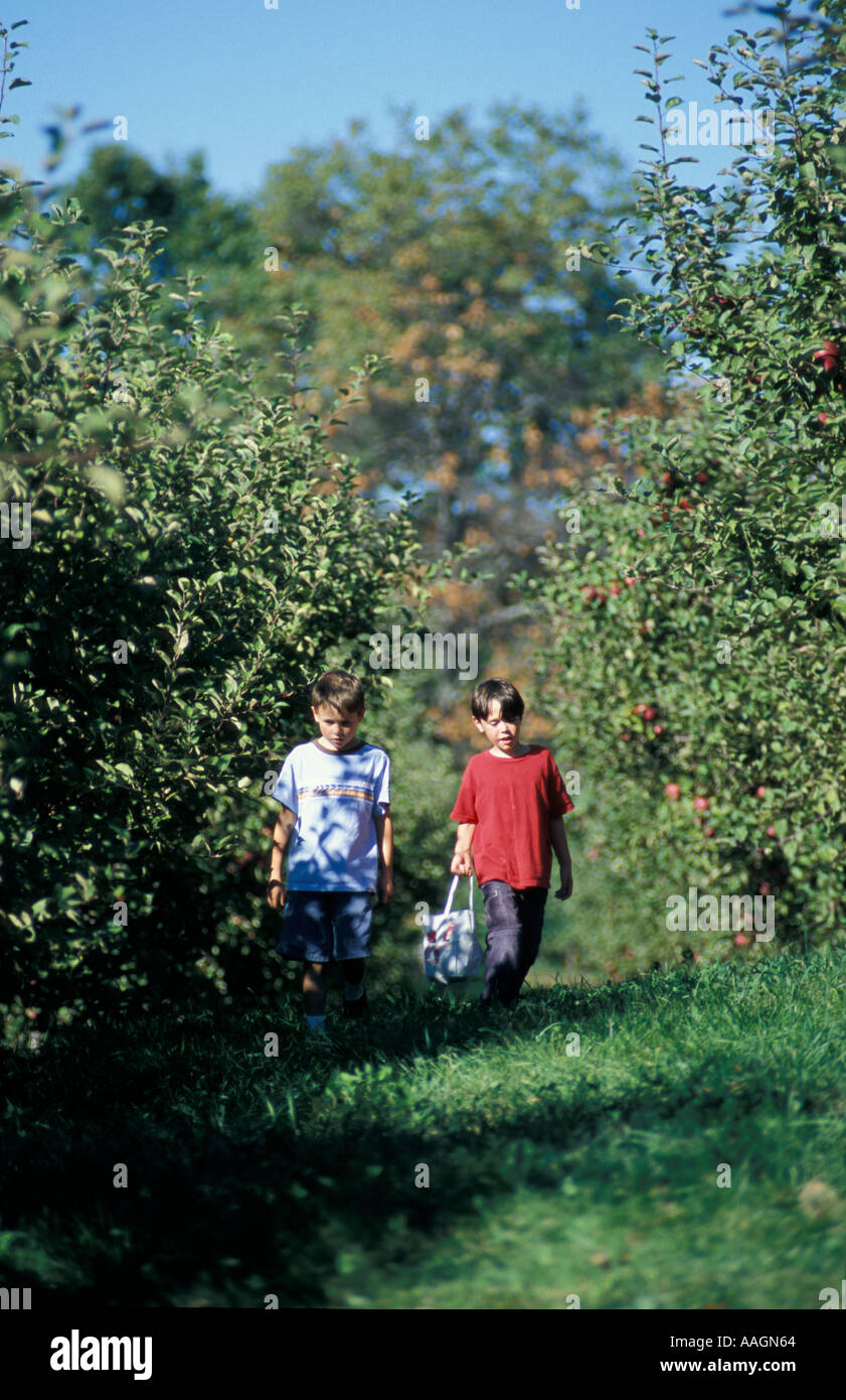Bolton MA USA Picking apples at the Nicewicz Farm in Massachusetts ...