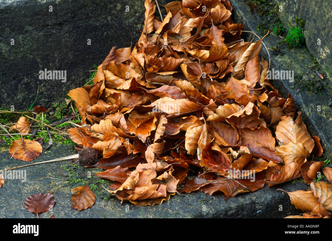 Pile of fallen leaves on stone steps Autumn Stock Photo - Alamy