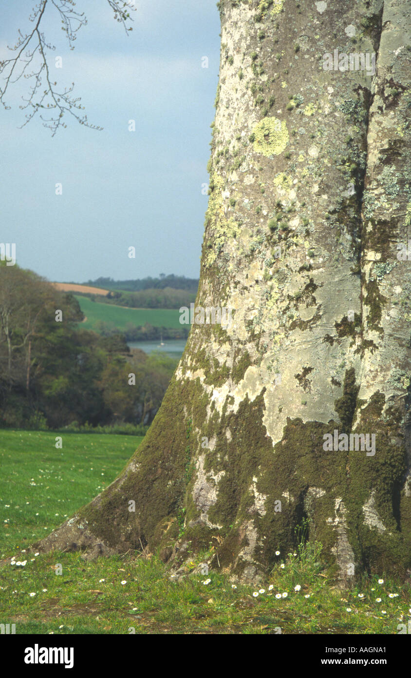 Tree in Cornwall UK Stock Photo - Alamy