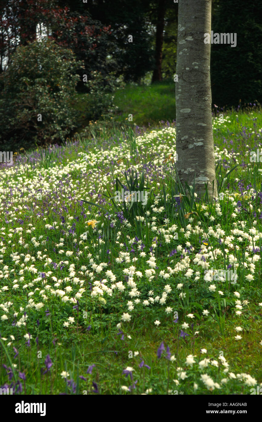 Spring time flowers and tree Cornwall UK Stock Photo - Alamy