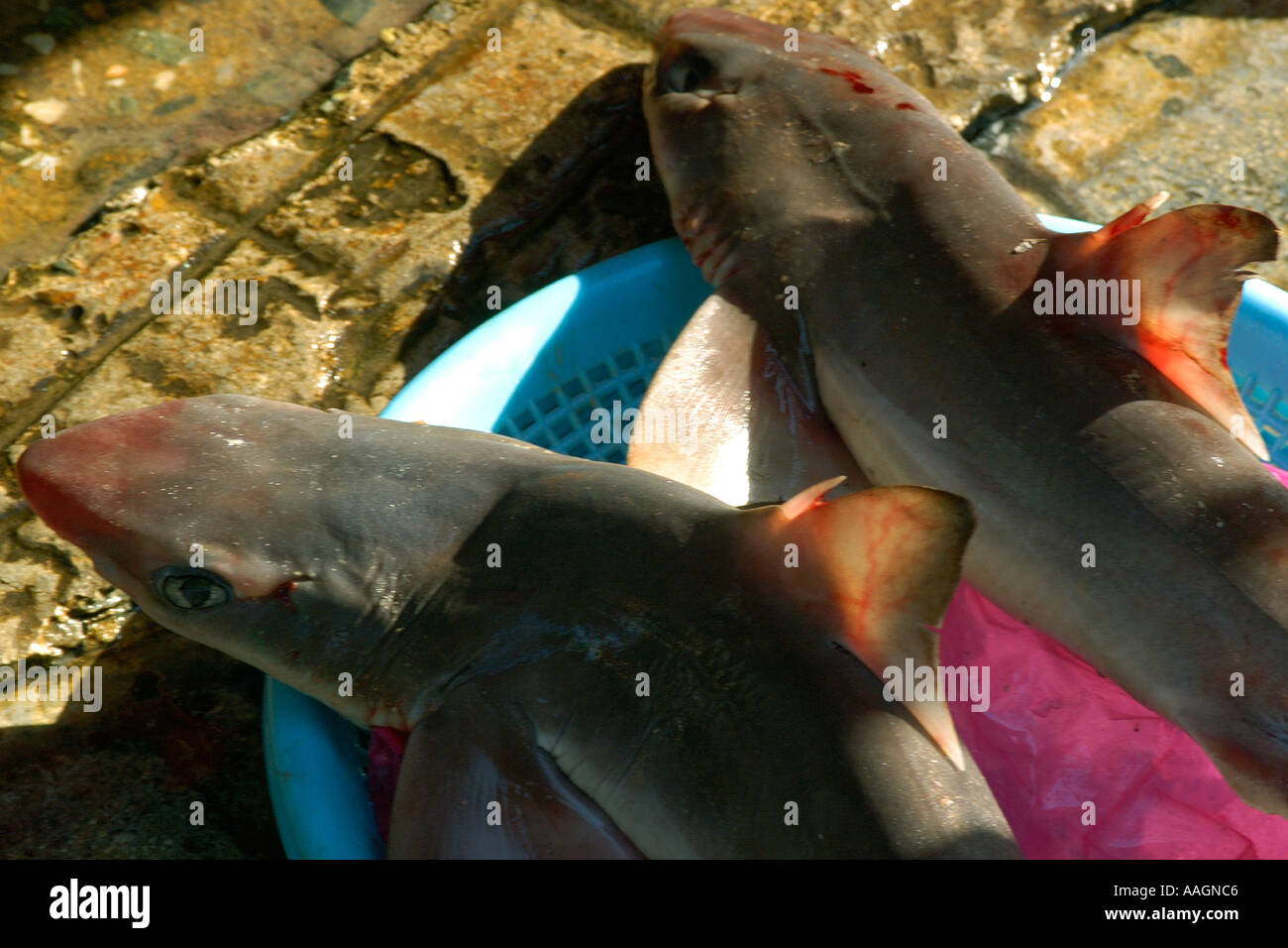 Spiny dogfish shark hi-res stock photography and images - Alamy