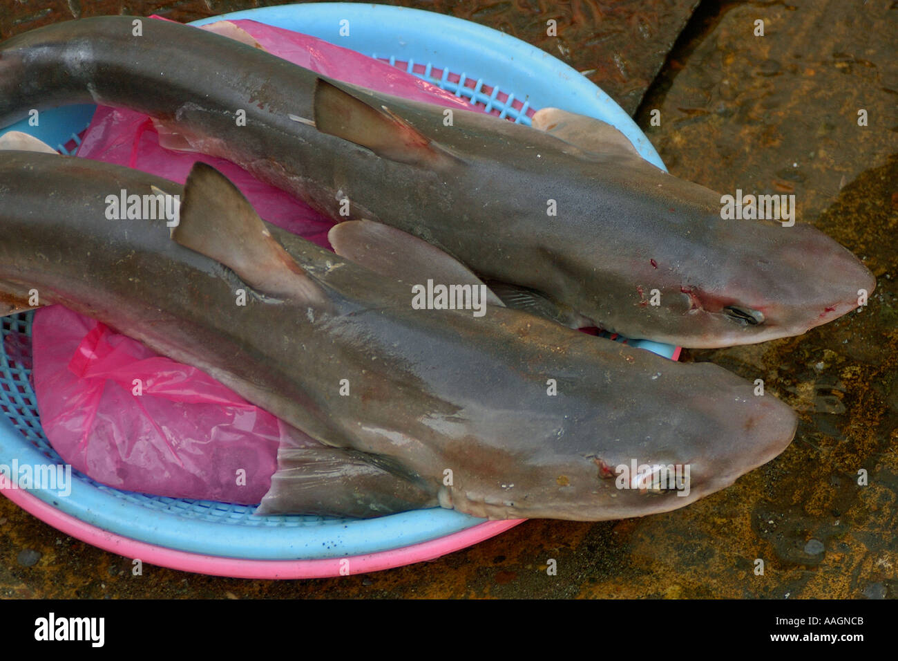 Spiny dogfish shark hi-res stock photography and images - Alamy