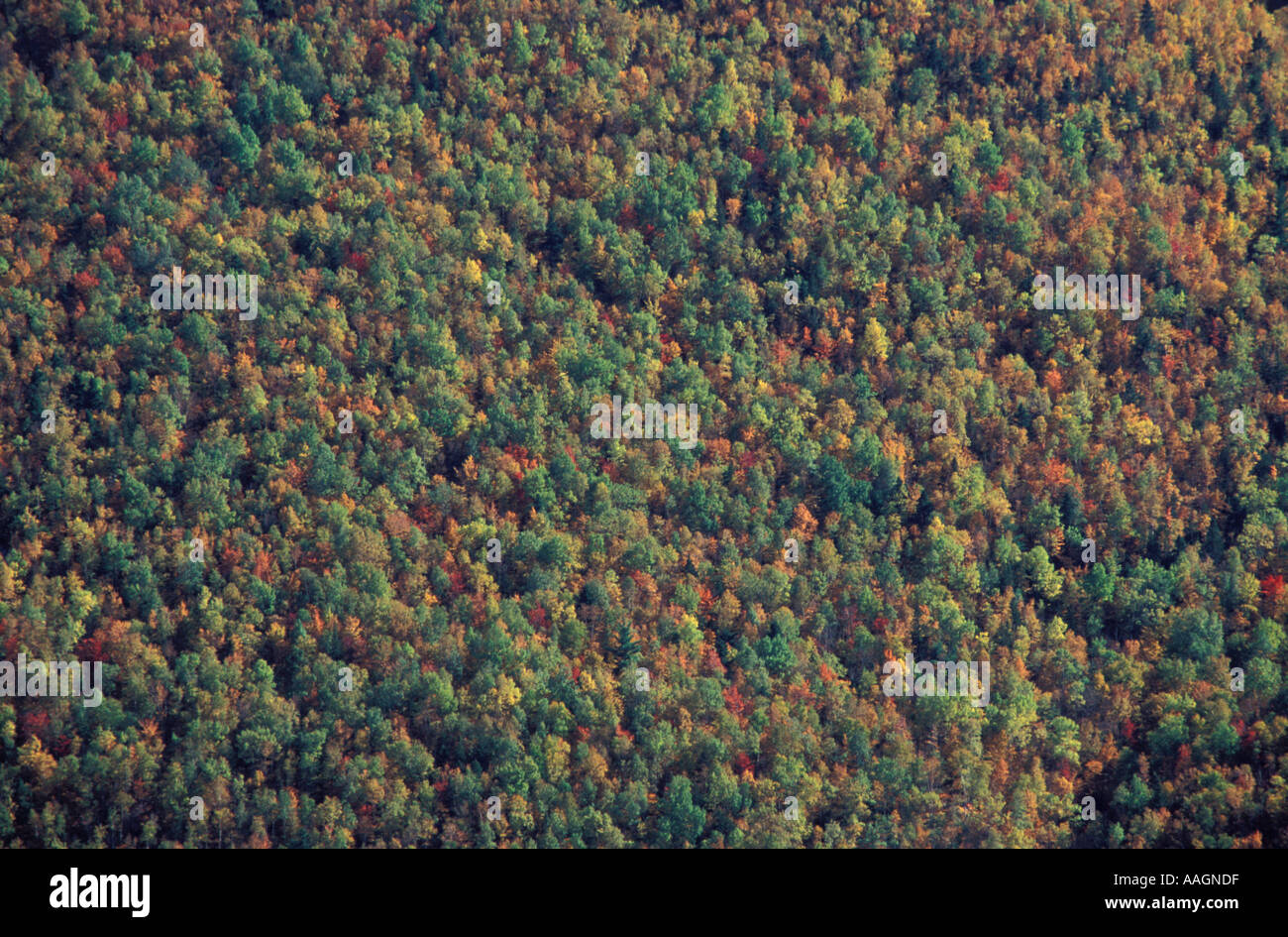 Baxter State Park ME Trees in fall on North Traveller Mountain Stock ...