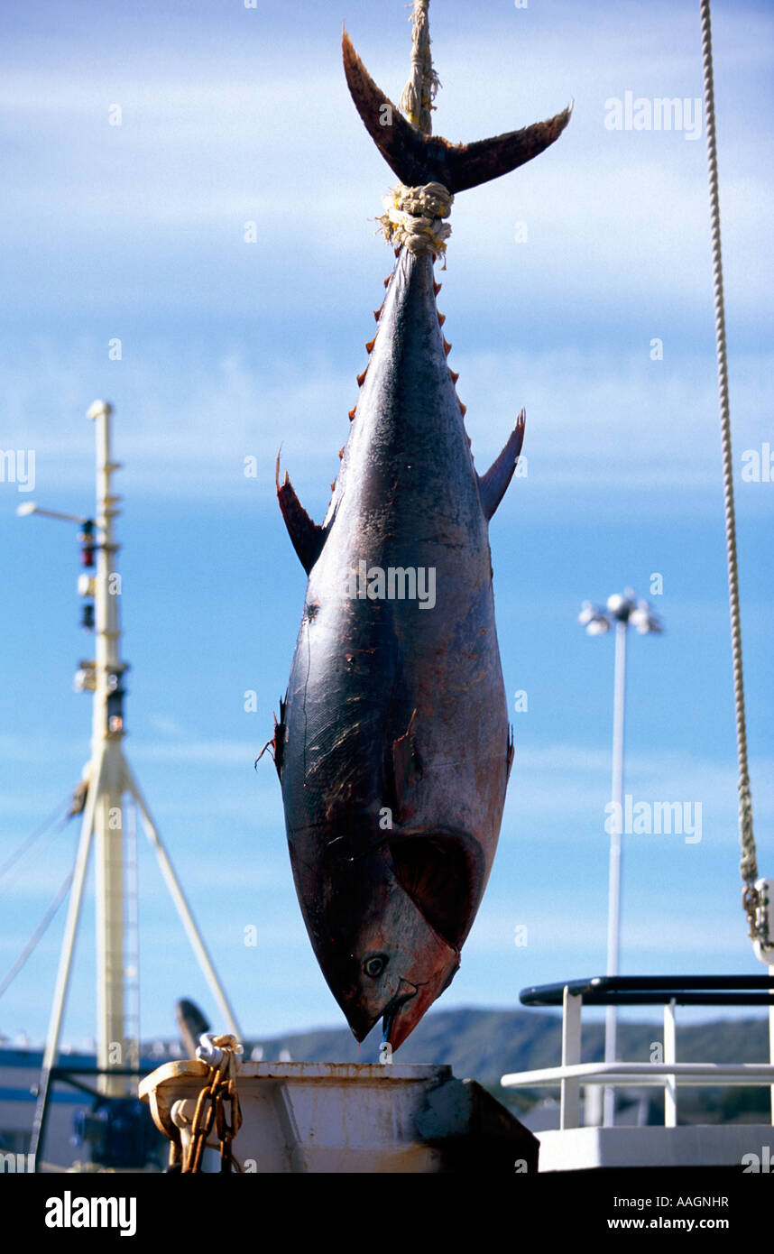 Entire tunafish hanging upside down Harbour Killybegs County Donegal ...