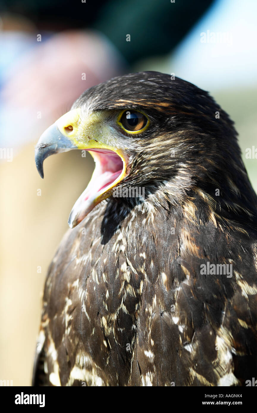 American Harris Hawk used in falconry Spain controlled conditions Stock ...