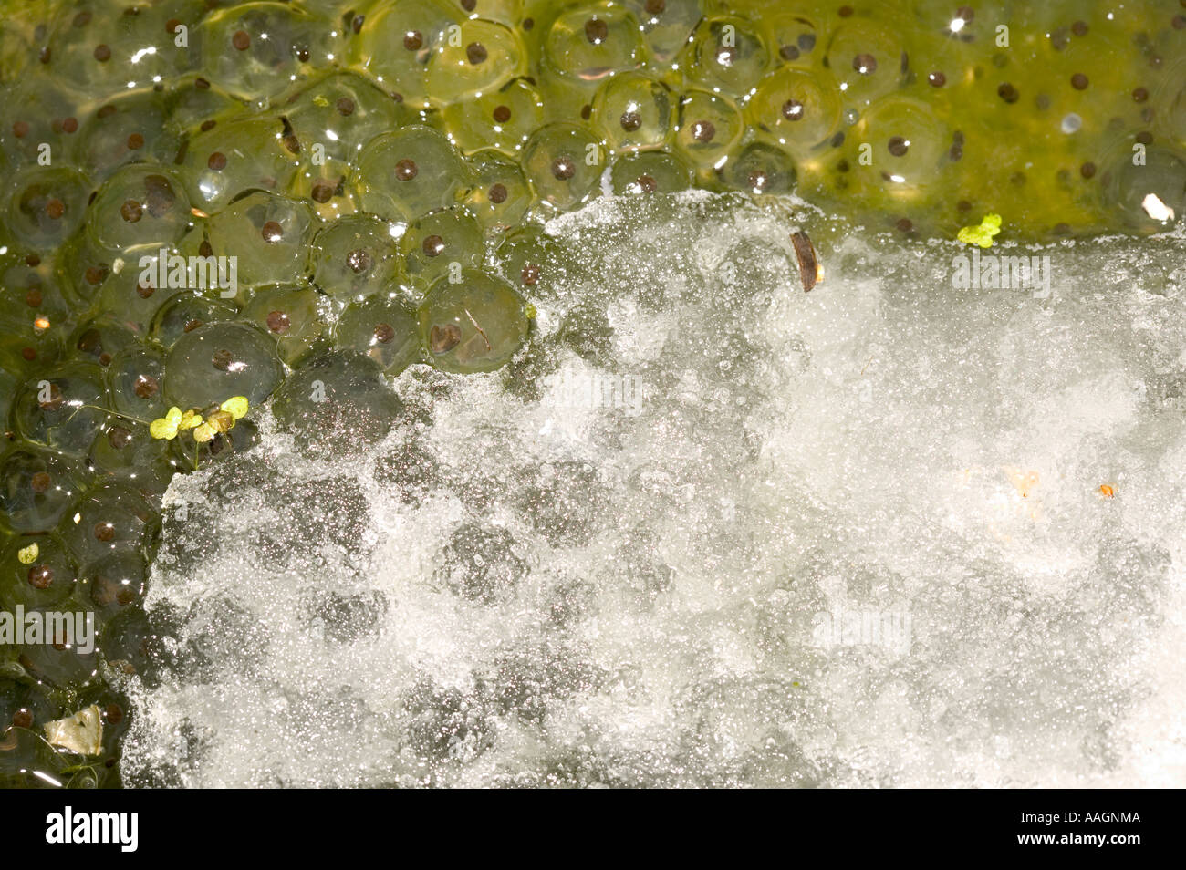 Frog cell division hi-res stock photography and images - Alamy