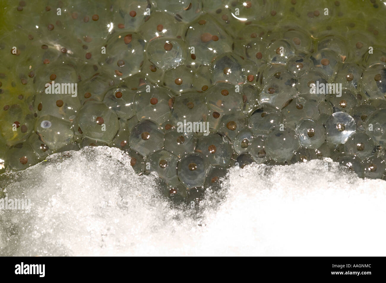 Frog cell division hi-res stock photography and images - Alamy