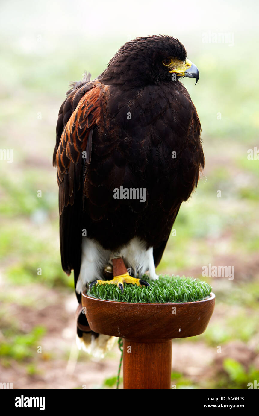 American Harris Hawk used in falconry Spain controlled conditions Stock ...
