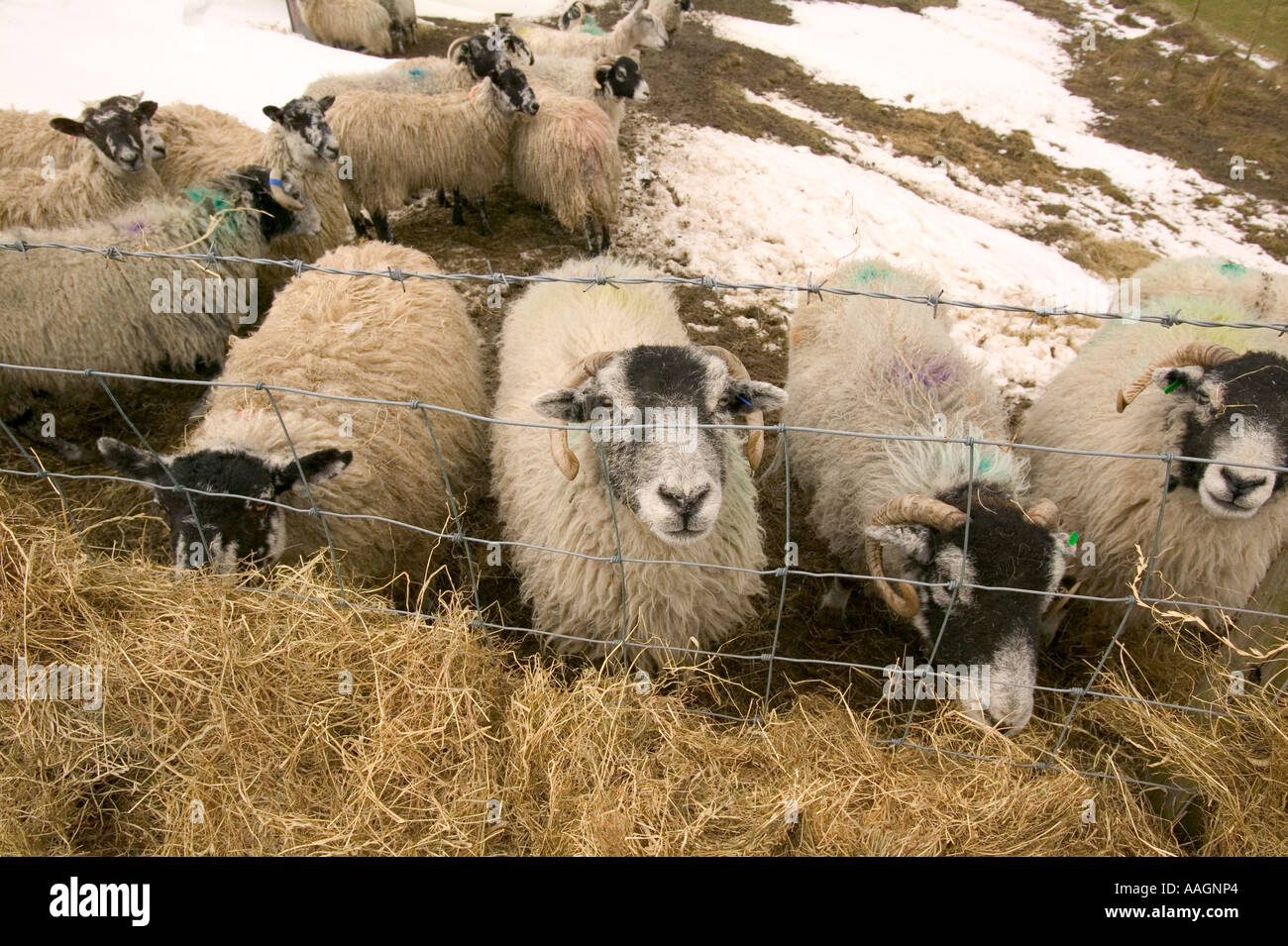 sheep feeding on straw during cold winter weather in St Johns in the ...