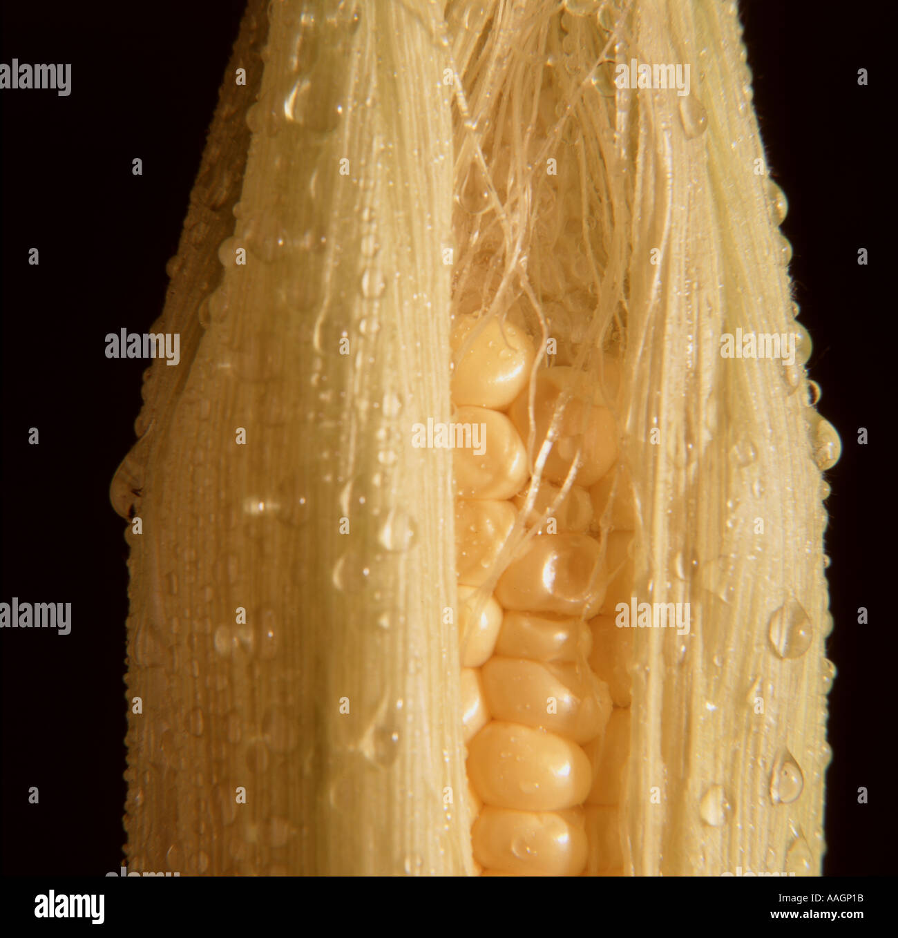 Close up sweetcorn hi-res stock photography and images - Alamy