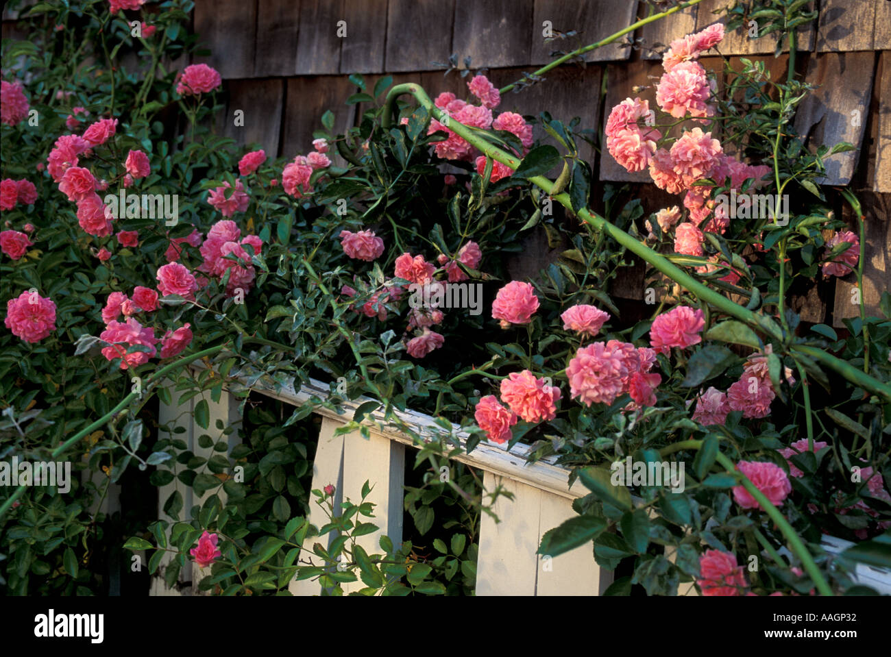 Nantucket Island MA Roses hedge and cedar shingles typify Nantucket ...