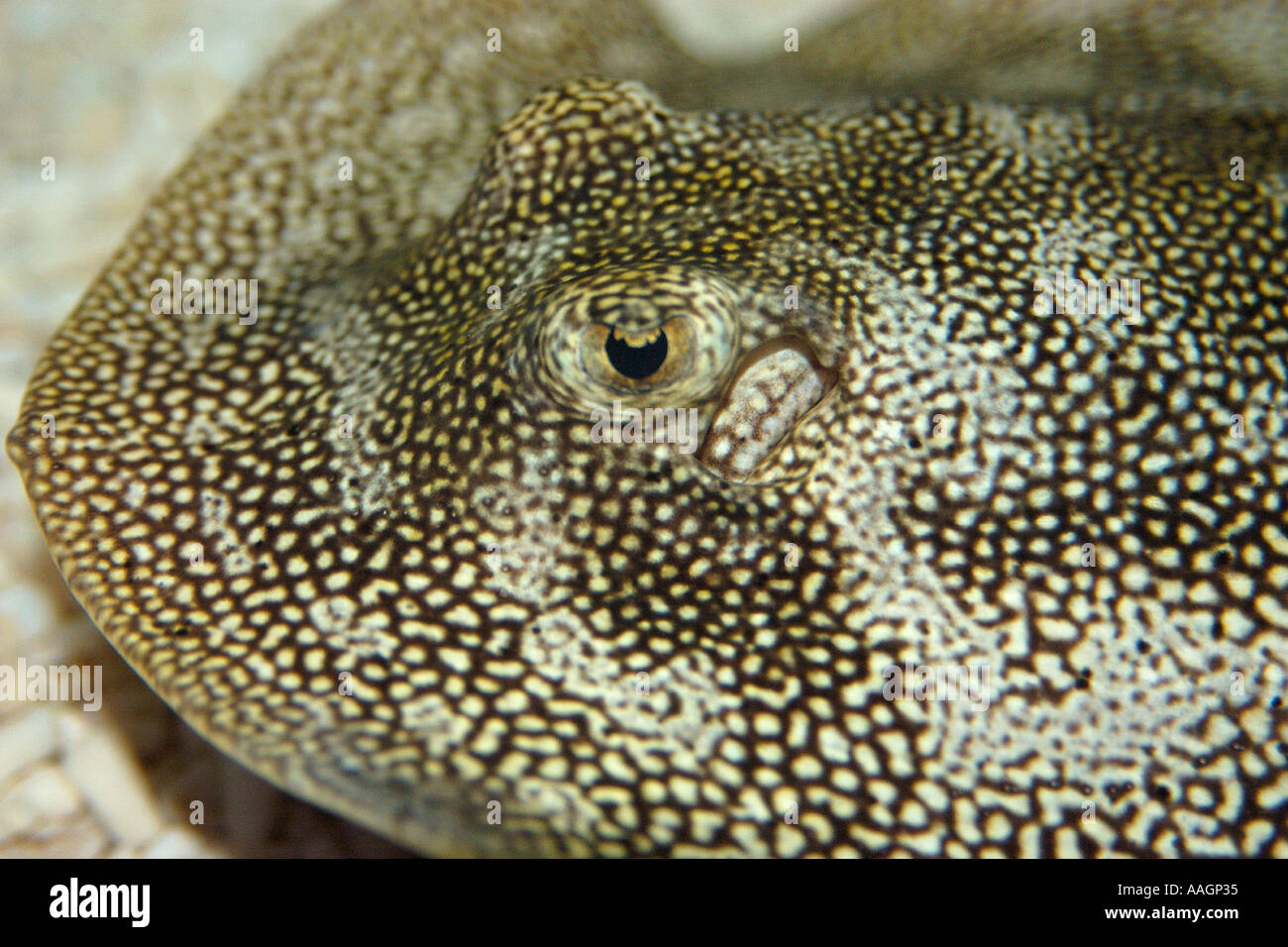 Yellow stingray Urobatis jamaicensis eye and spiracle distributed ...