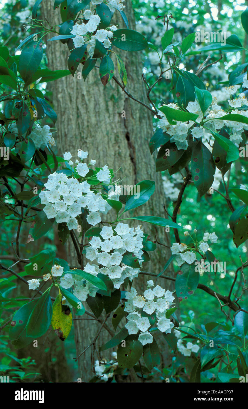 Greenwich CT Mountain laurel Kalmia latifolia in the forest at the ...