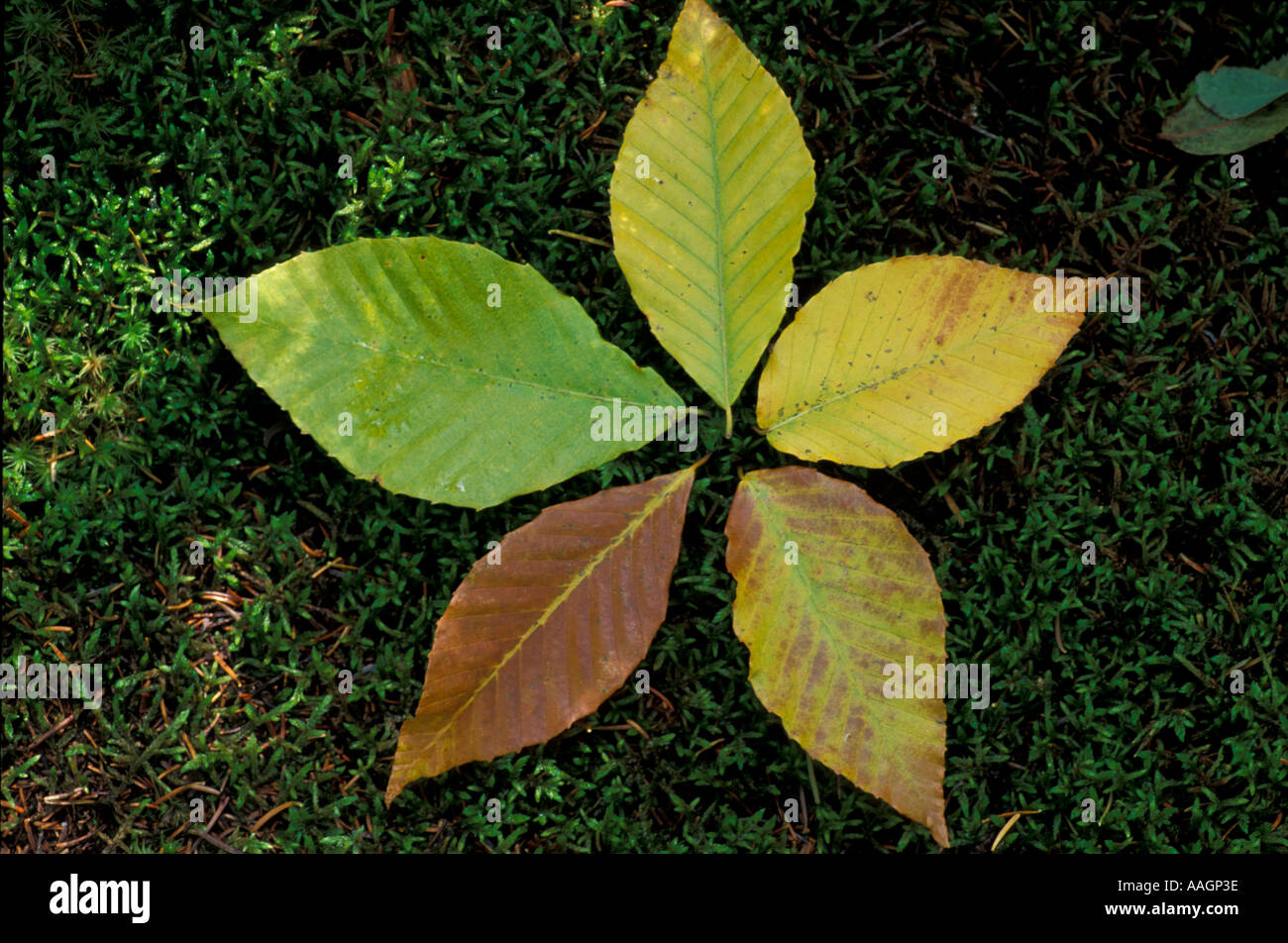 Crawford Notch State Park NH American Beech leaves in fall Fagus ...