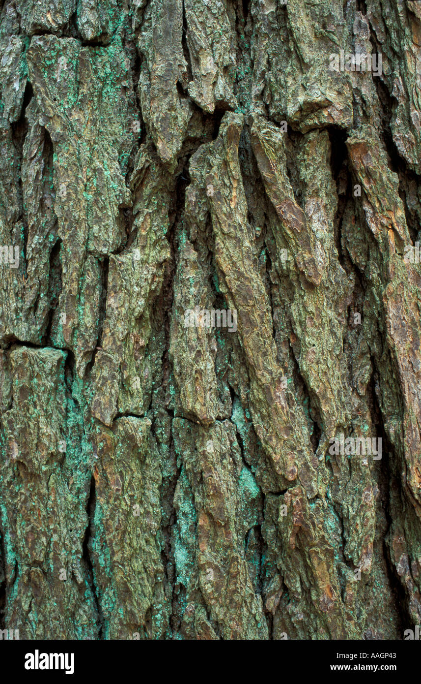 Hillsboro NH The bark of eastern hemlock Tsuga canadensis in Fox State ...