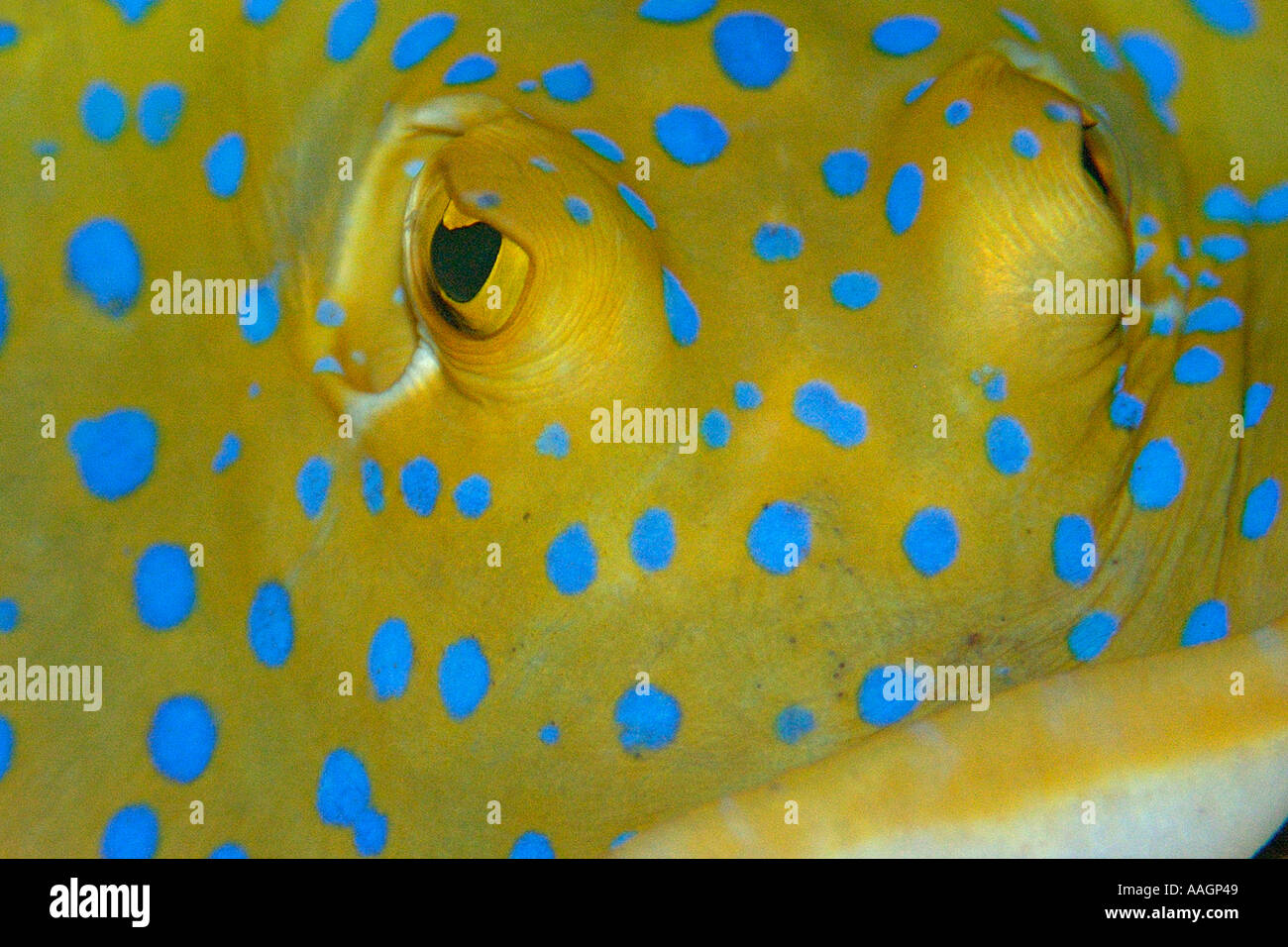 Eyes and spiracles of blue spotted ray Taeniura lymma occurs in Indo ...