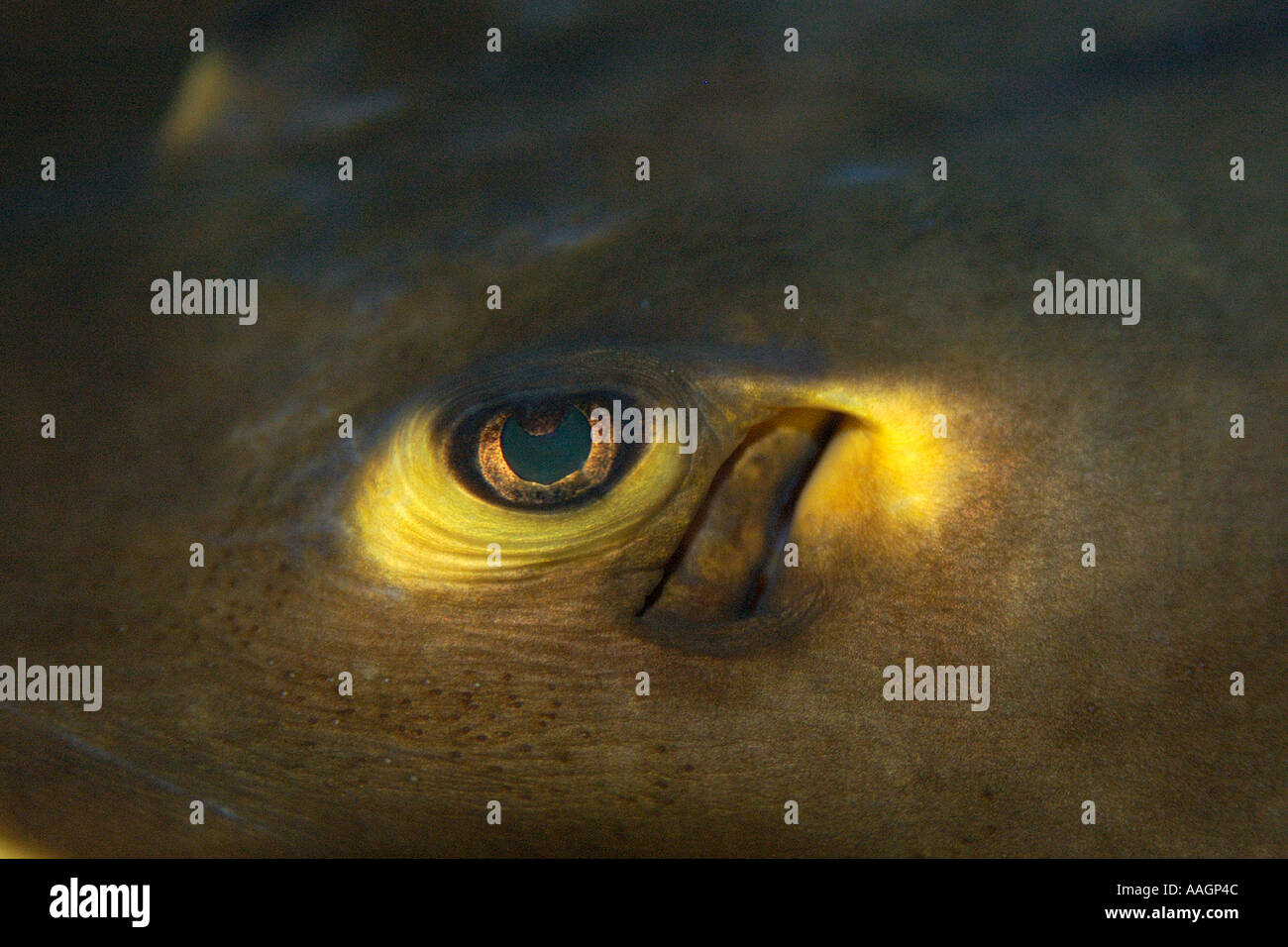 Stingray Dasyatis sp eye detail Indo Pacific captive Stock Photo - Alamy