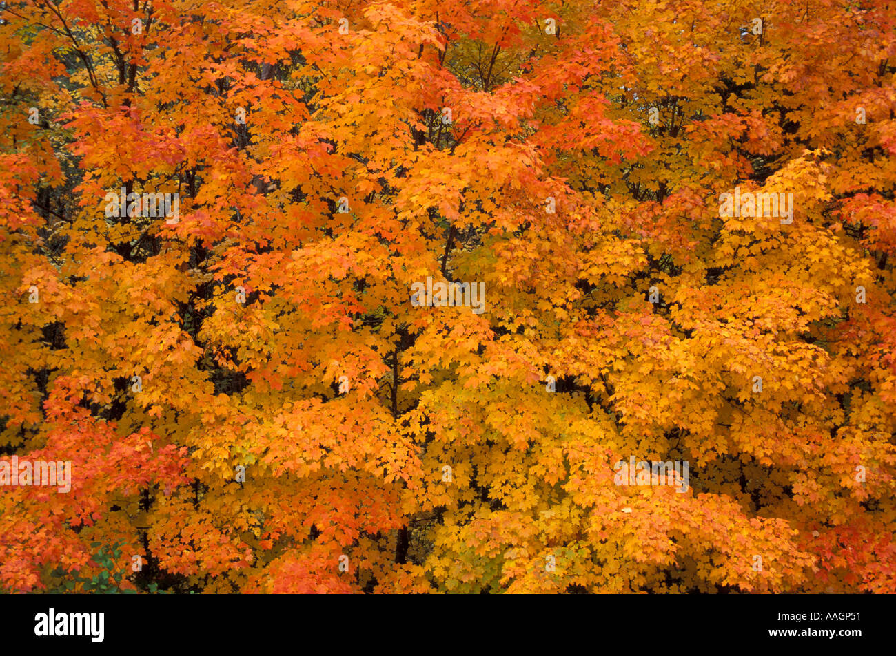 Maples maine hi-res stock photography and images - Alamy