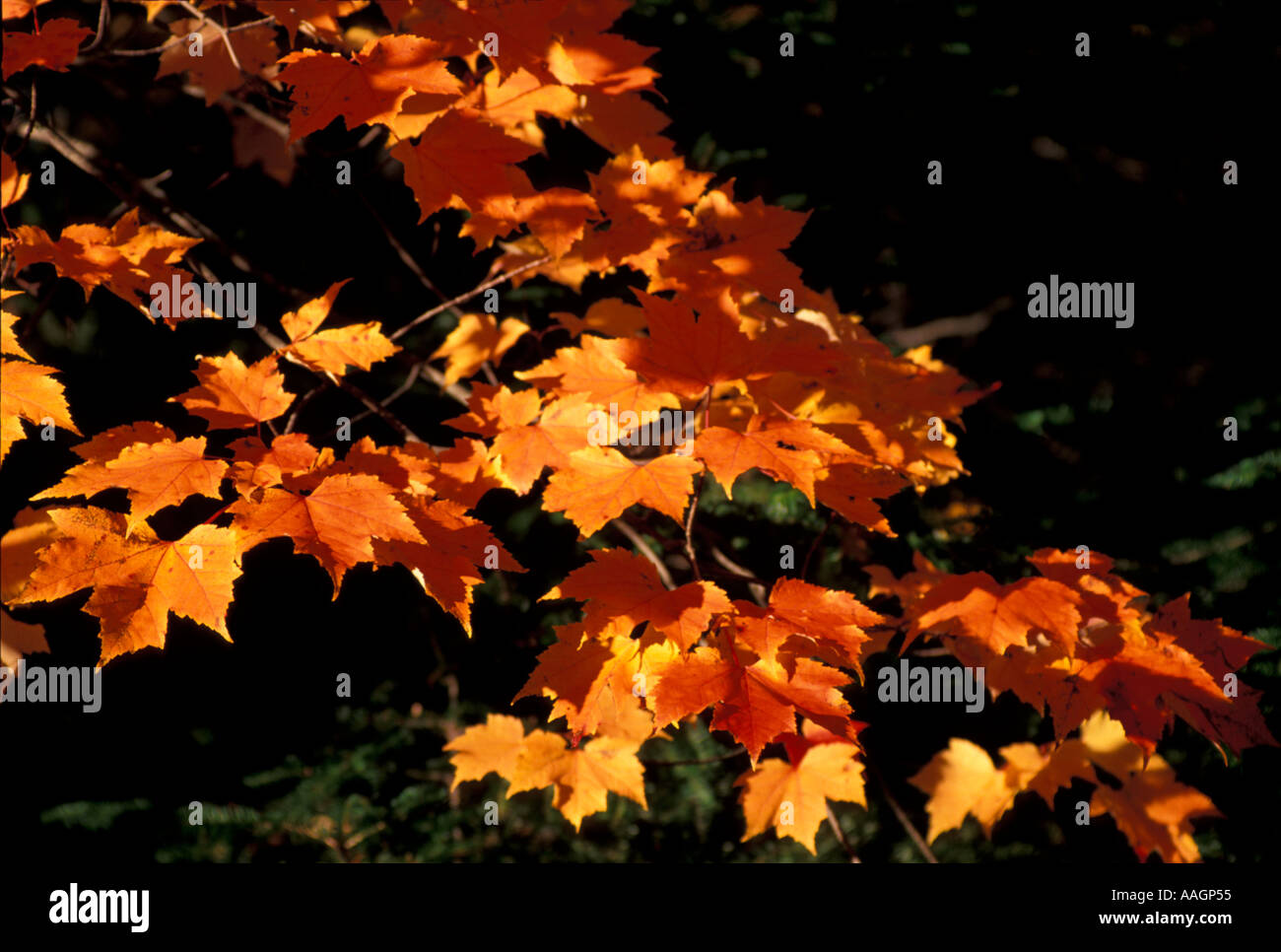 Sugar maple and pond hi-res stock photography and images - Alamy