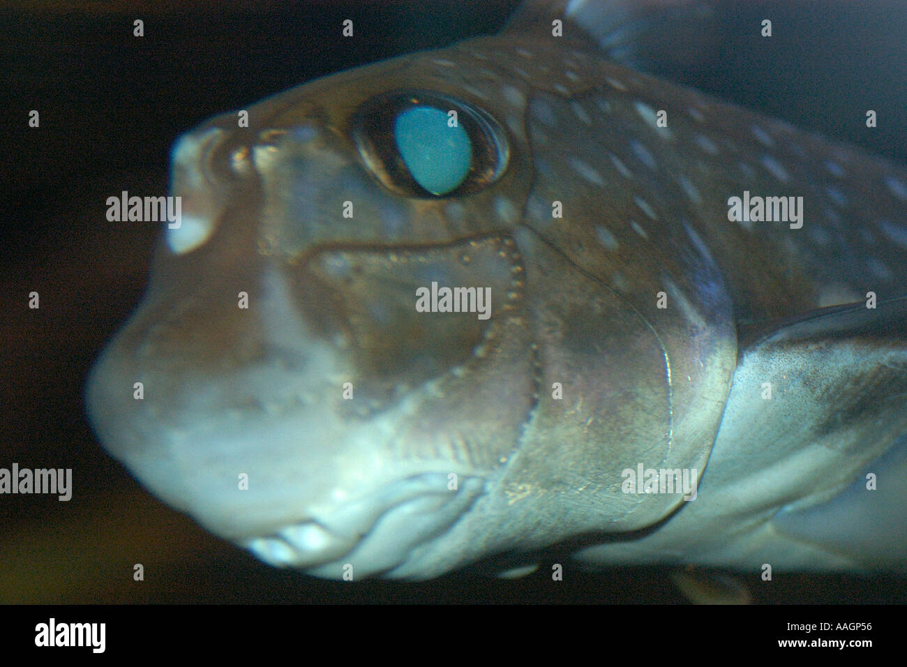 Spotted ratfish Hydrolagus colliei occurs in Eastern Pacific ranging ...