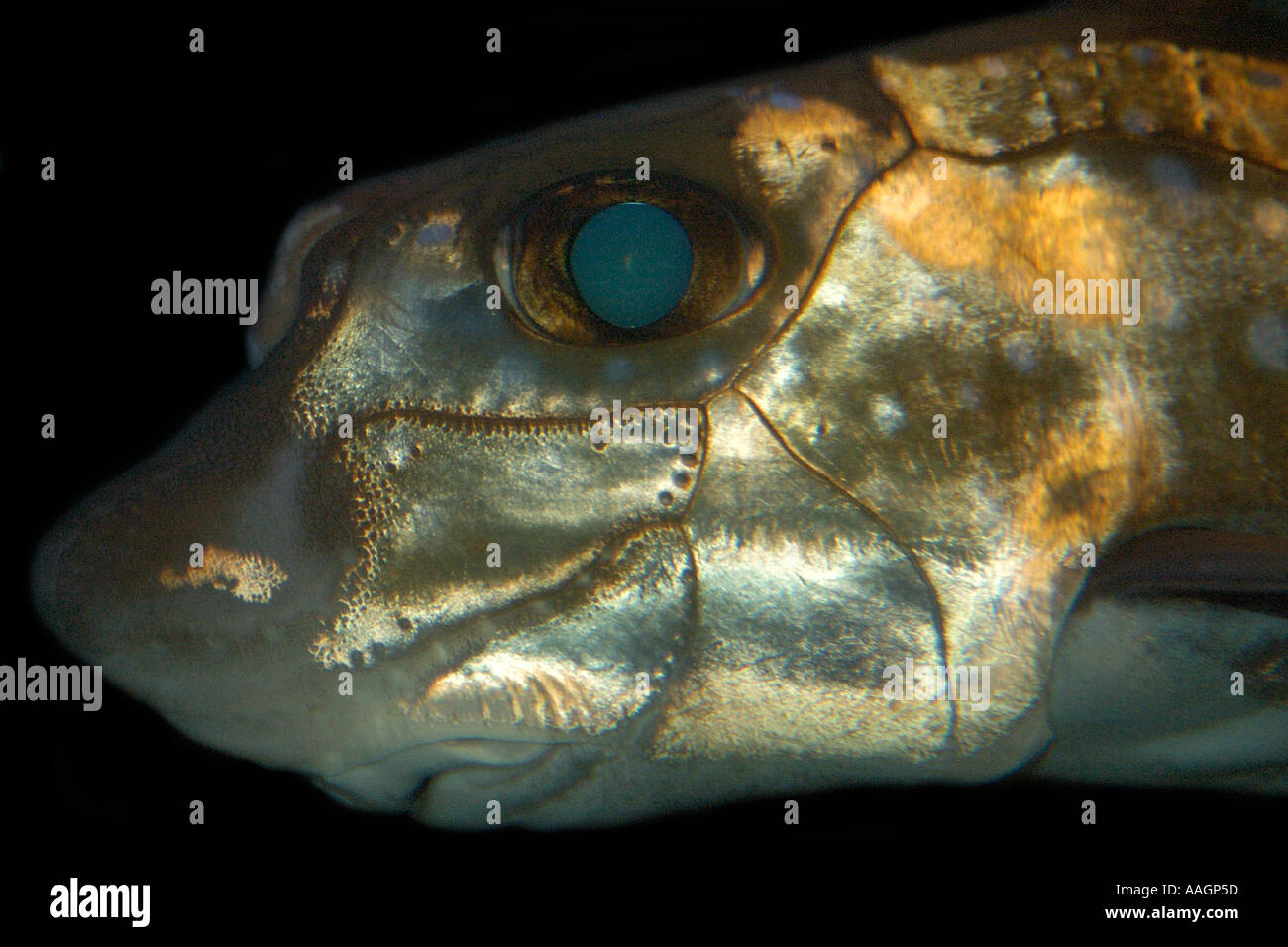 Spotted ratfish Hydrolagus colliei occurs in Eastern Pacific ranging ...