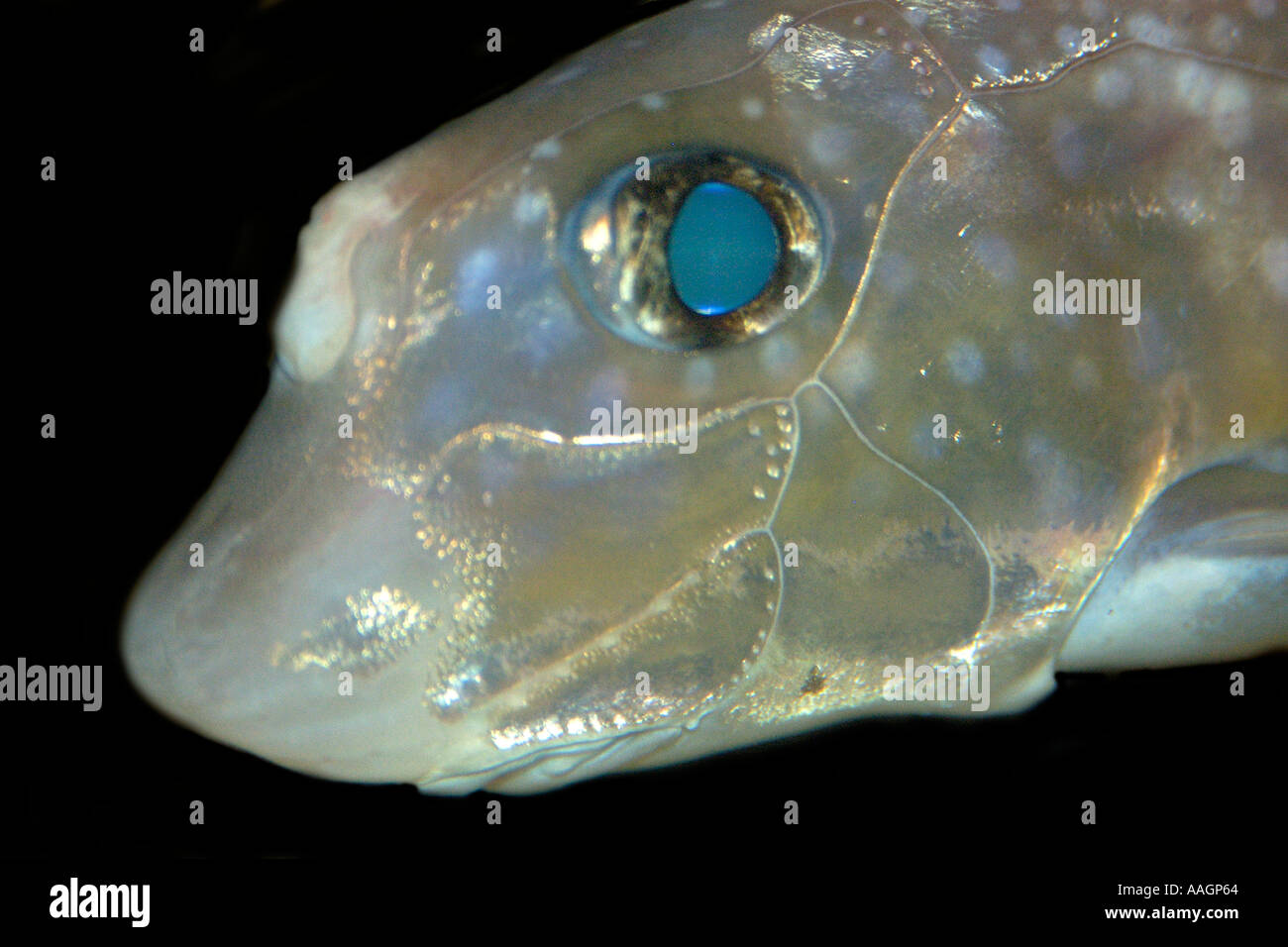 Spotted ratfish Hydrolagus colliei occurs in Eastern Pacific ranging ...