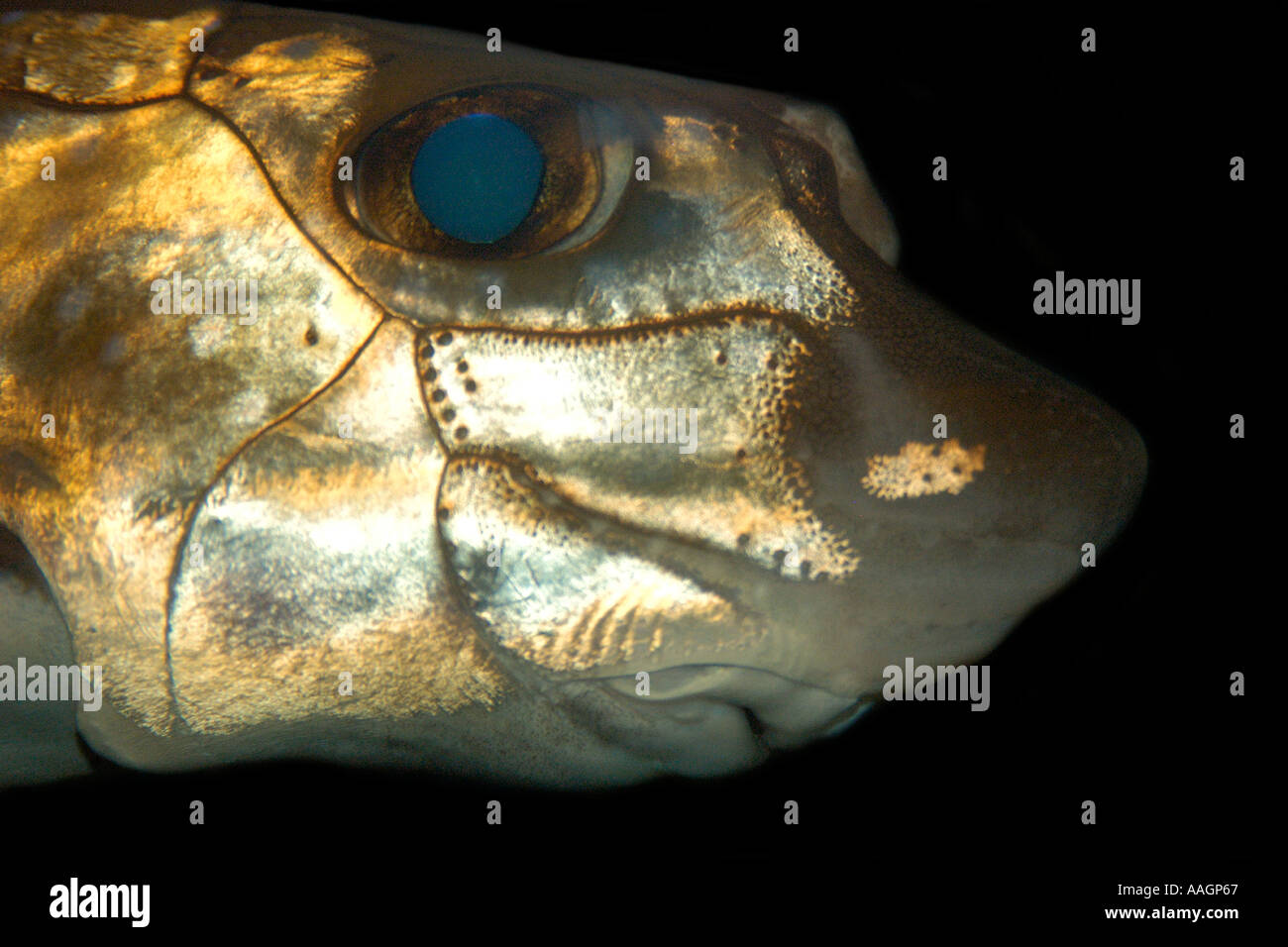 Spotted ratfish Hydrolagus colliei occurs in Eastern Pacific ranging ...