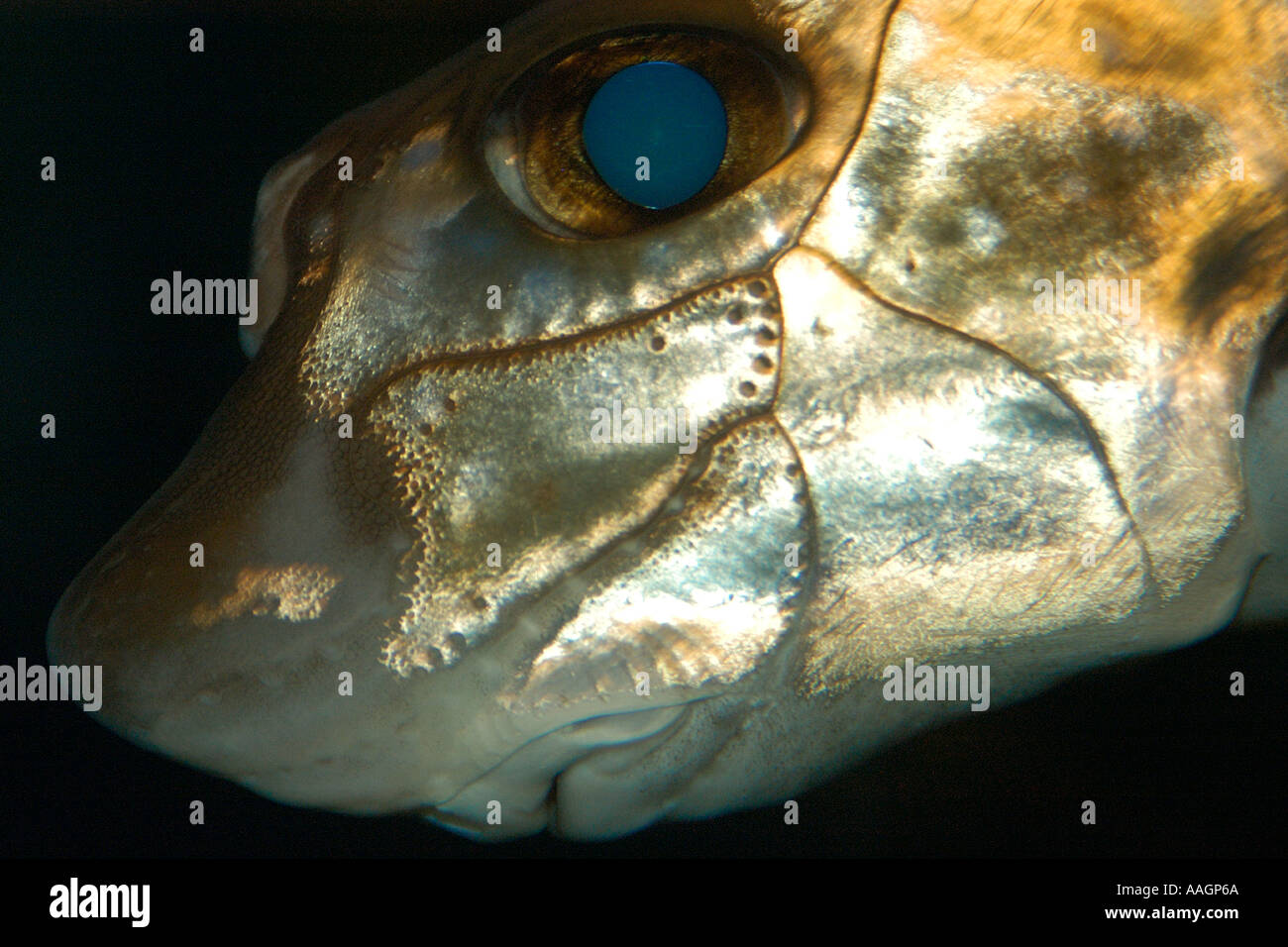 Spotted ratfish Hydrolagus colliei occurs in Eastern Pacific ranging ...