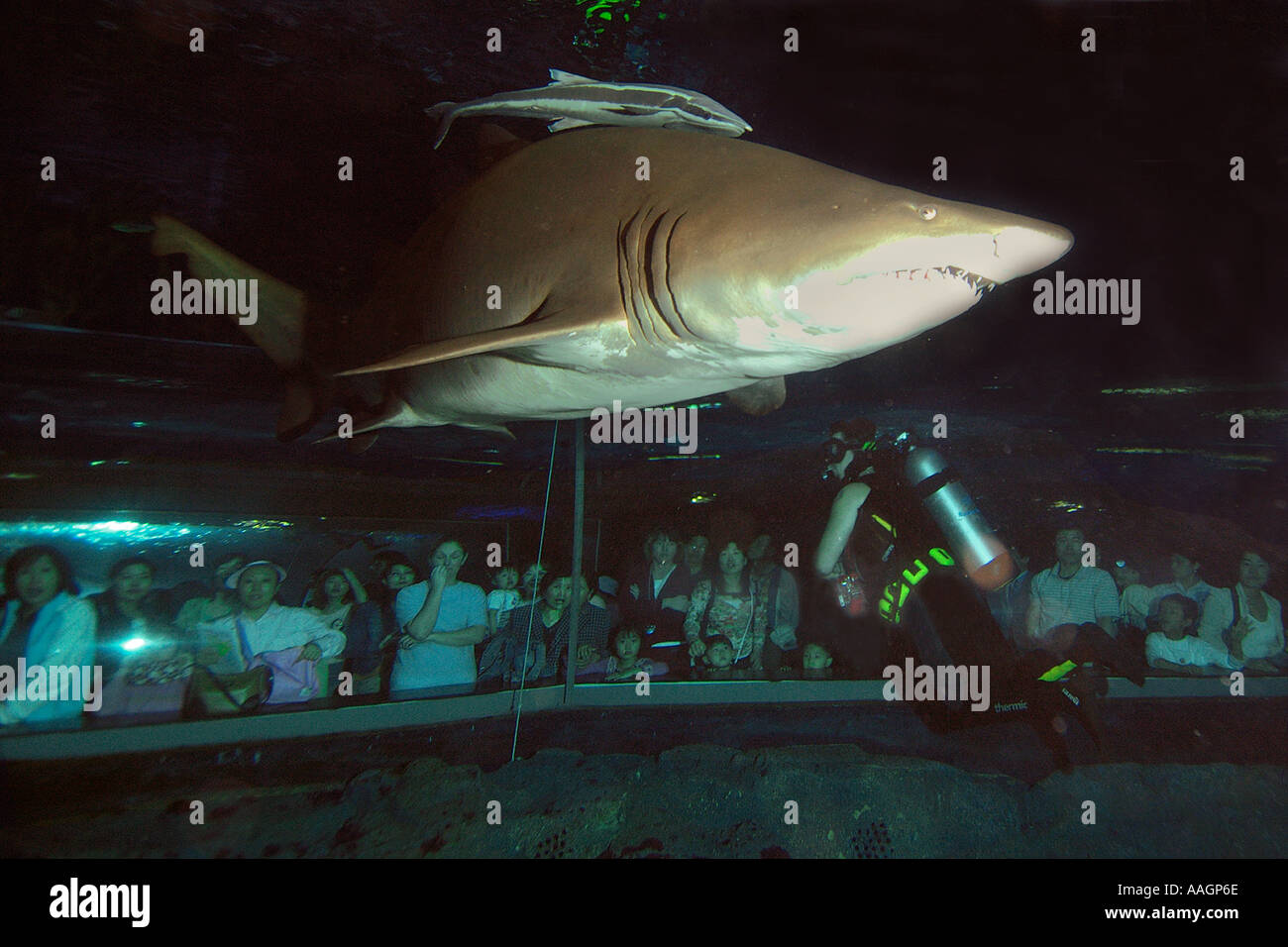 Sand tiger shark Carcharias taurus swims by scuba diver and curious ...