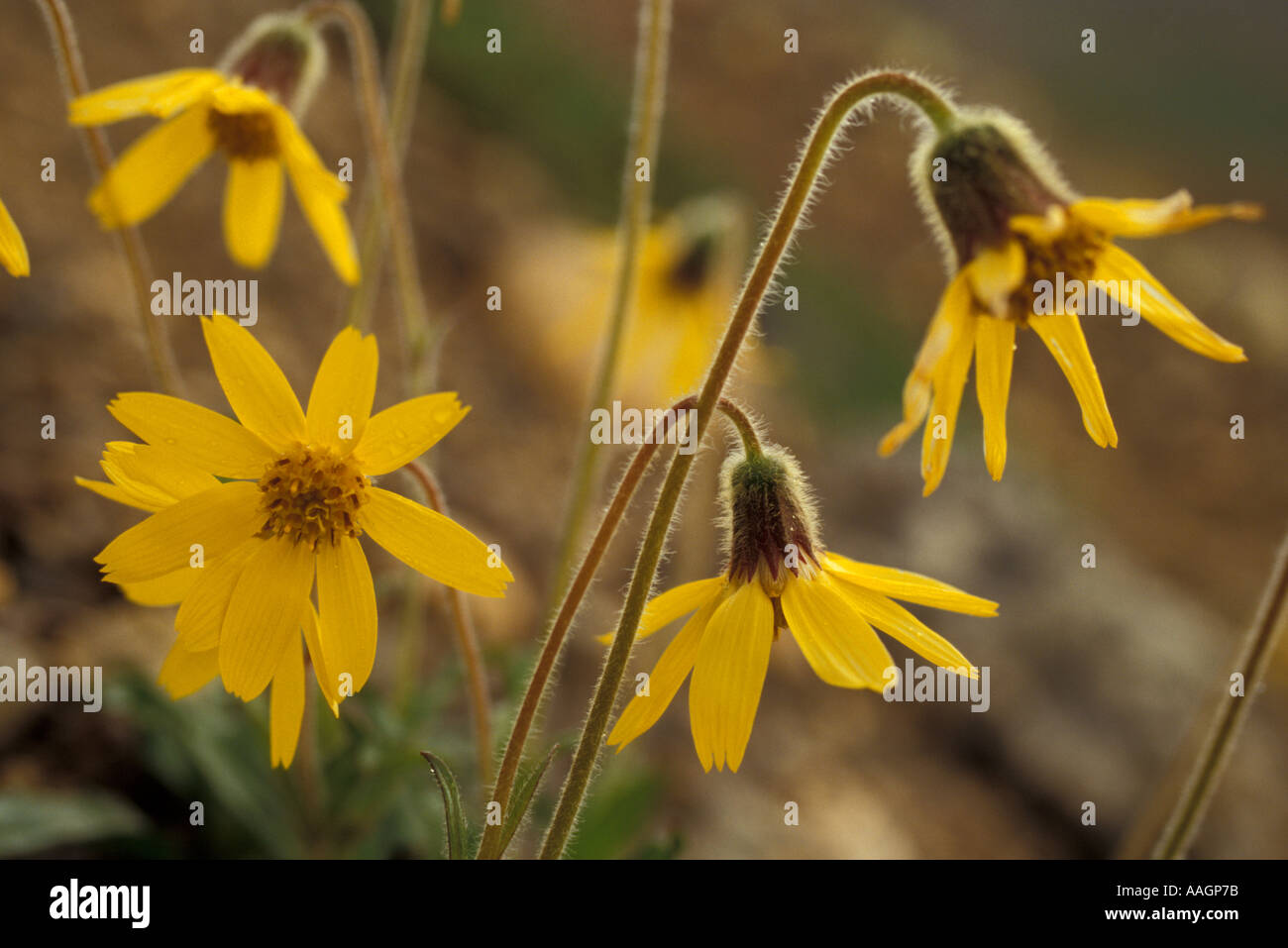 Denali National Park AK Alpine Environment Backlit Alpine Arnica Arnica ...
