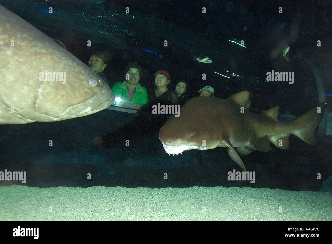 Giant Grouper Attack