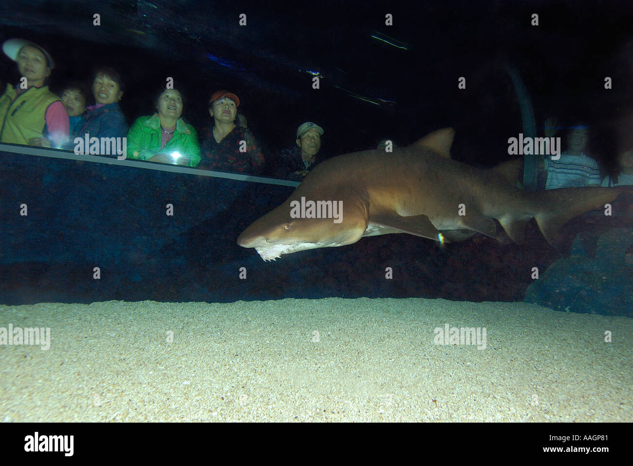 Deformed animal hi-res stock photography and images - Alamy